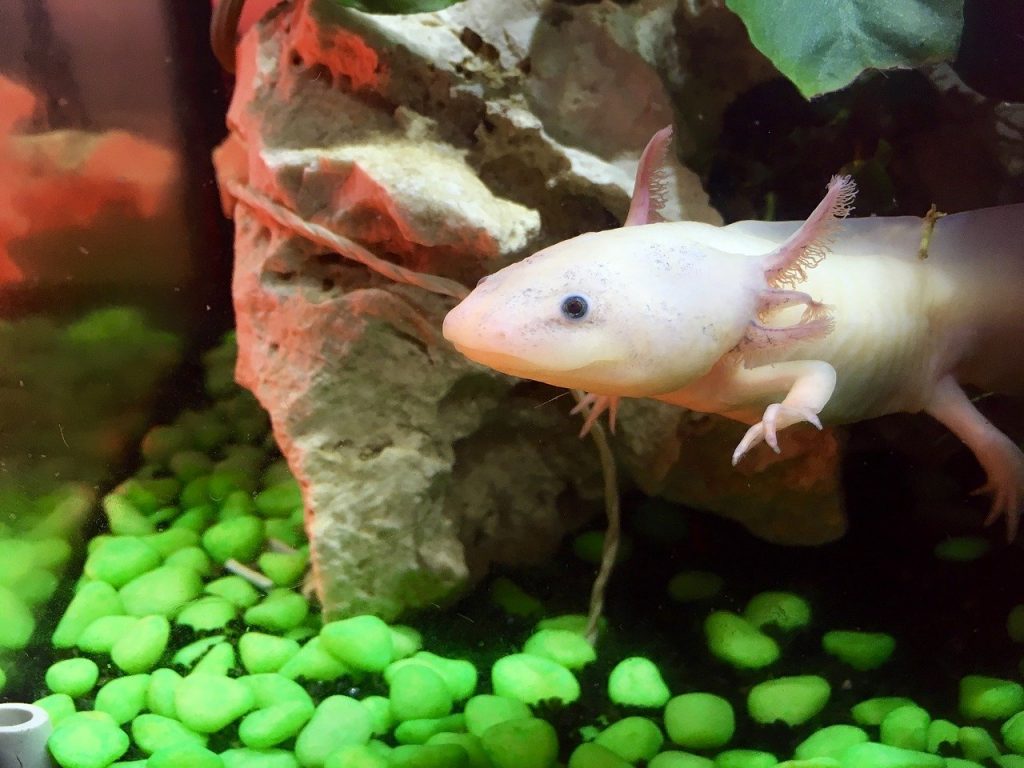 Axolotl: Aspetto, Caratteristiche e Comportamento | cuccioliamo.it