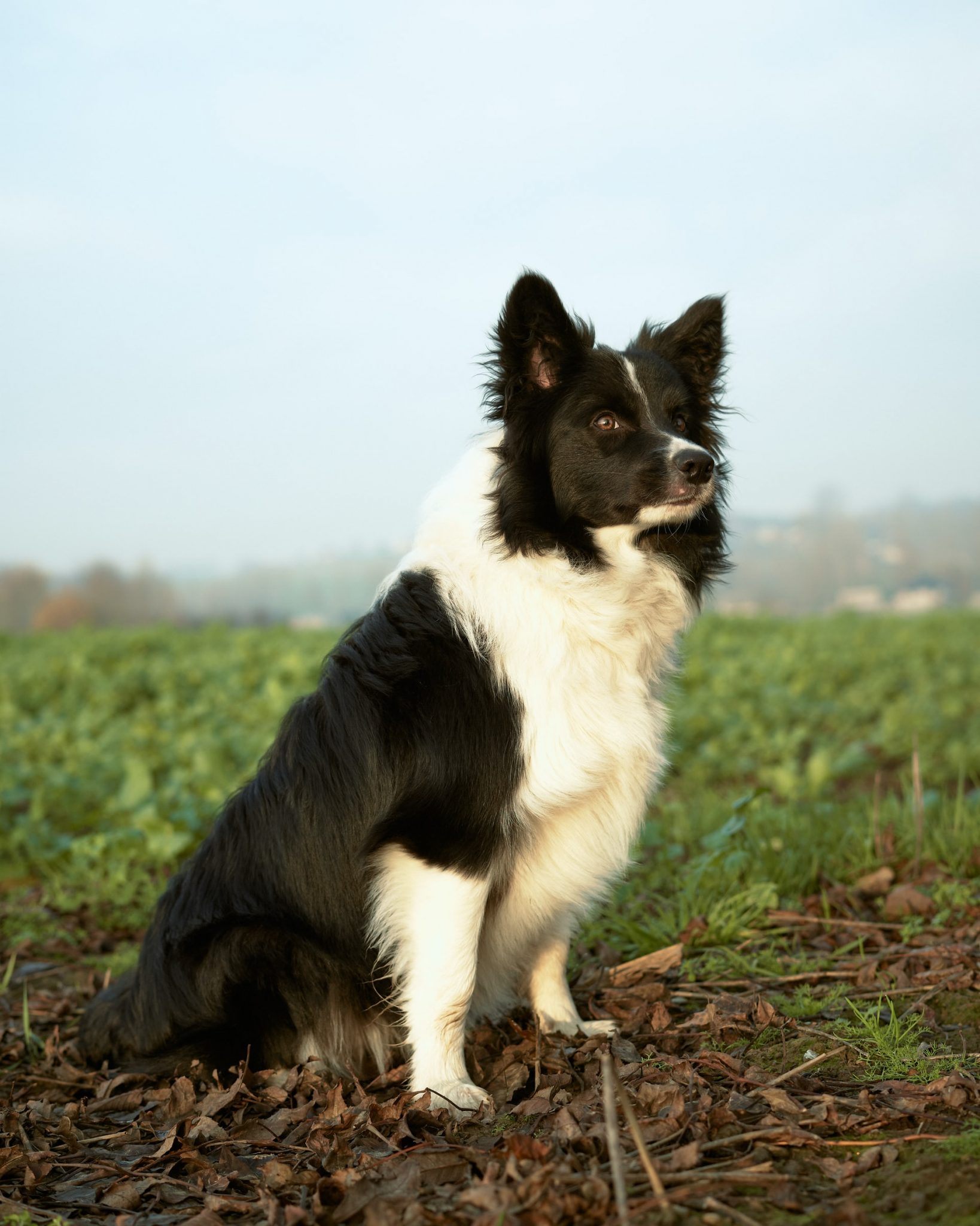 Border Collie: Scheda di razza interattiva | cuccioliamo.it