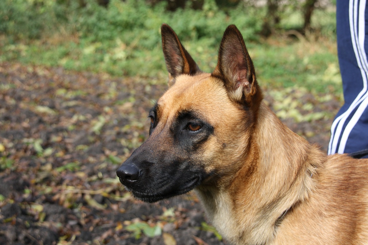 Cani da Guardia: quali sono le razze migliori | cuccioliamo.it