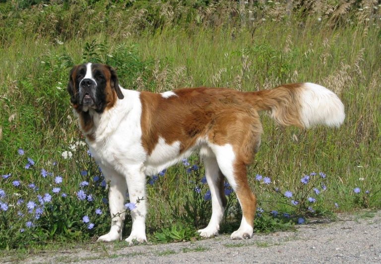 Cani Giganti: Scopri le razze più grandi del mondo | cuccioliamo.it