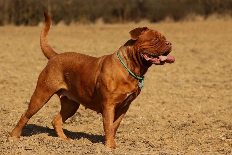 Cani Giganti: Scopri le razze più grandi del mondo | cuccioliamo.it