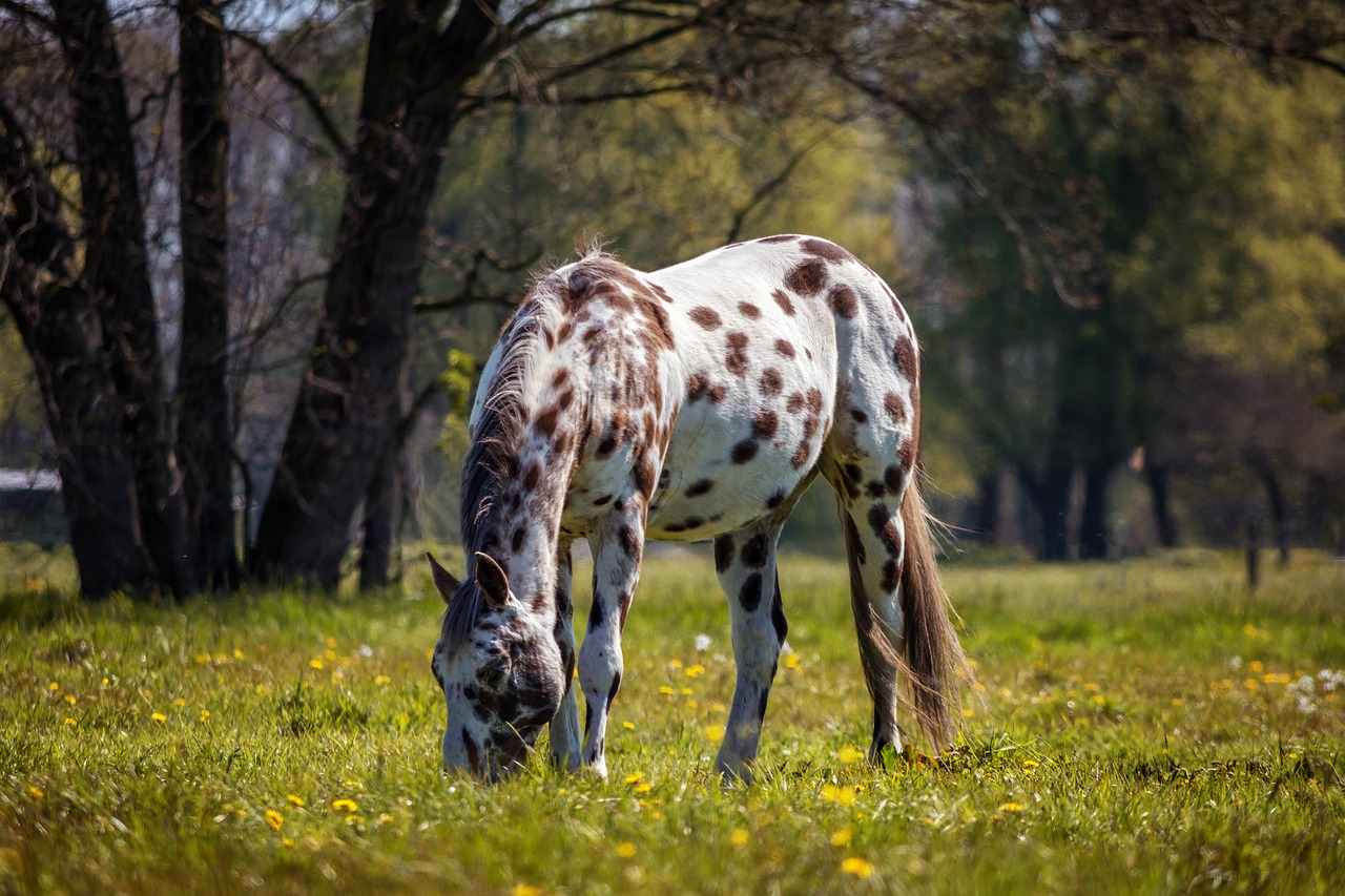 Appaloosa: caratteristiche, foto e allevamenti | cuccioliamo.it