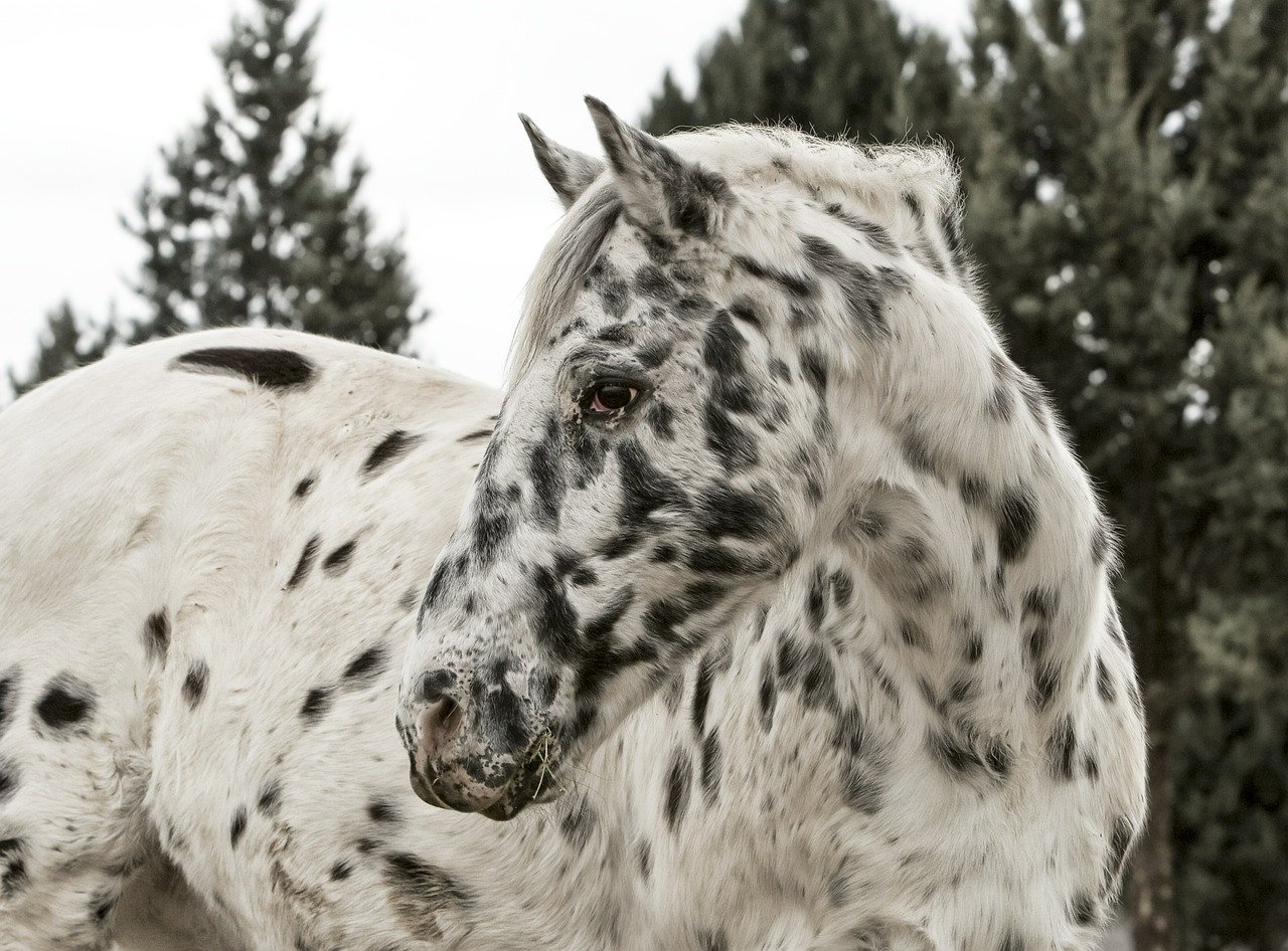 Appaloosa: caratteristiche, foto e allevamenti | cuccioliamo.it