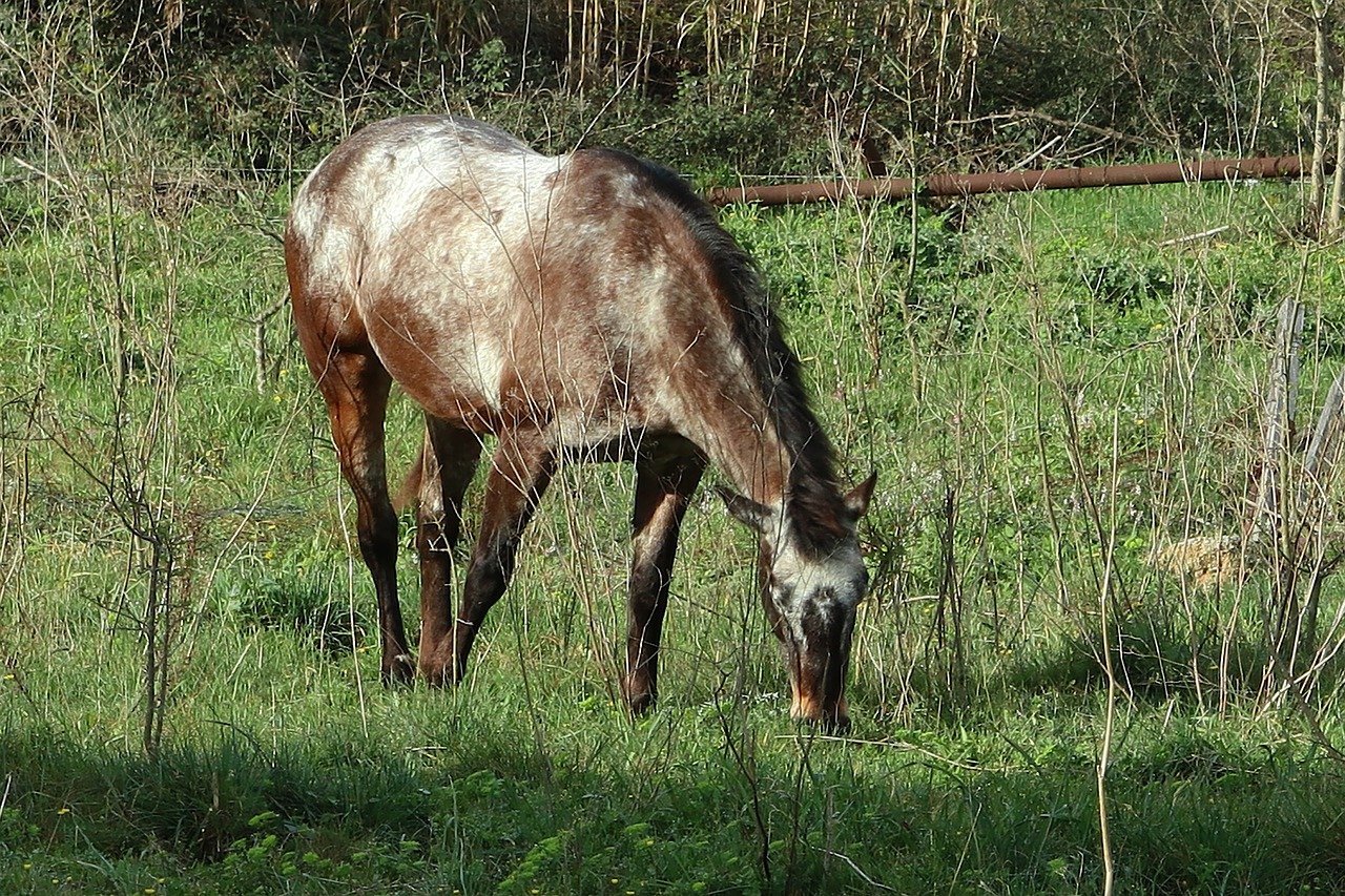 Appaloosa: caratteristiche, foto e allevamenti | cuccioliamo.it