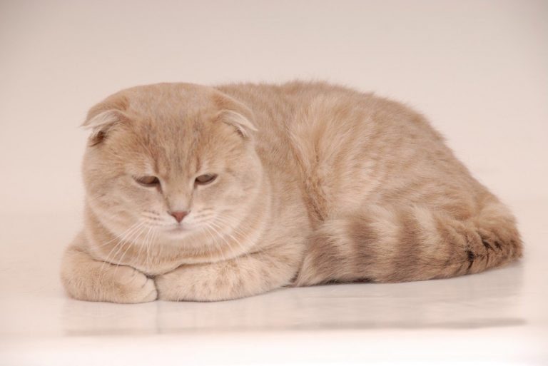 Razze di Gatti: elenco completo con foto | cuccioliamo.it