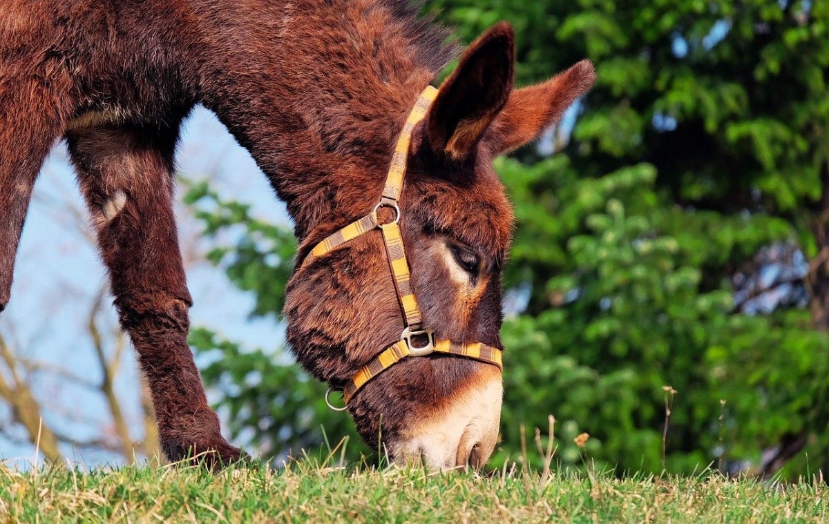 Animali Ibridi: scoprili tutt (solo animali REALI!) i | cuccioliamo.it