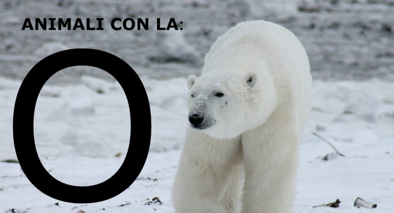 ANIMALI CON LA O: elenco delle specie | cuccioliamo.it