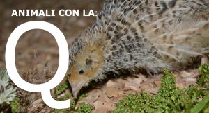 ANIMALI CON LA Q: elenco delle specie | cuccioliamo.it