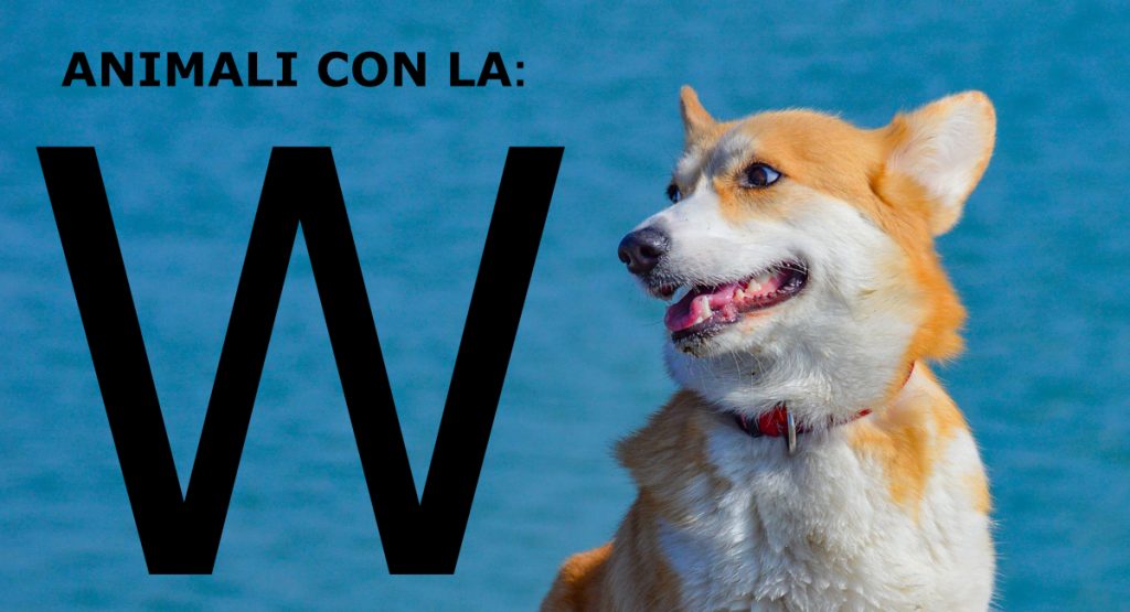 ANIMALI CON LA W: elenco delle specie | cuccioliamo.it