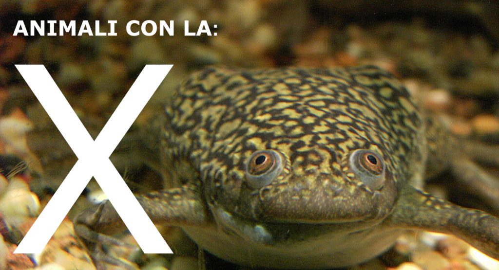 ANIMALI CON LA X: elenco delle specie | cuccioliamo.it