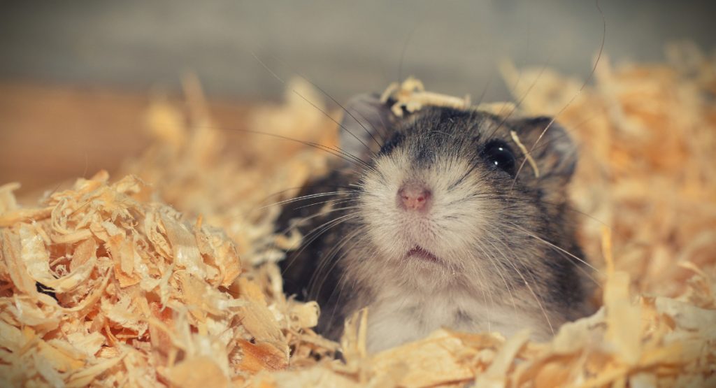 I Criceti vanno in Letargo? Curiosità animali | cuccioliamo.it