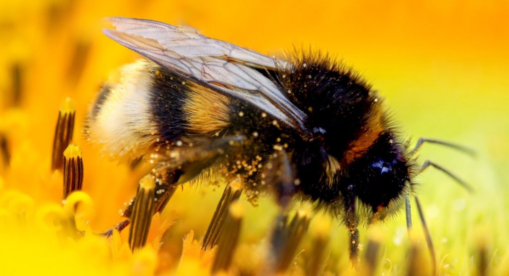 Bombo: Aspetto, Caratteristiche e Comportamento | cuccioliamo.it