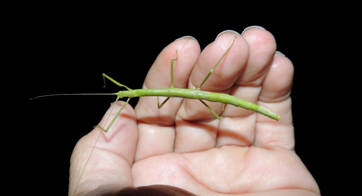 Insetto Stecco: Specie, Biologia e Allevamento | cuccioliamo.it