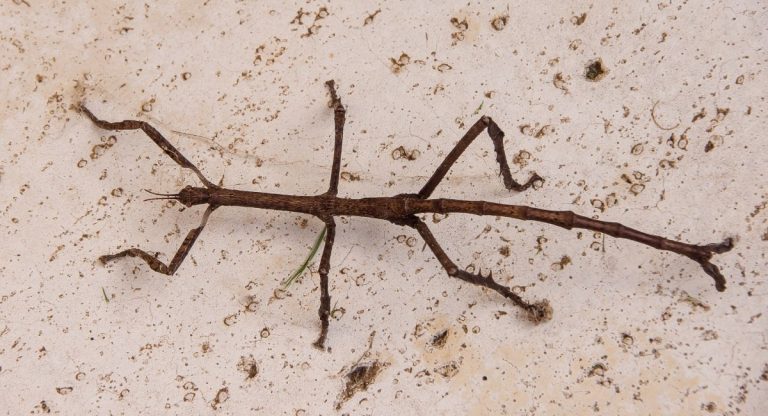 Insetto Stecco: Specie, Biologia e Allevamento | cuccioliamo.it