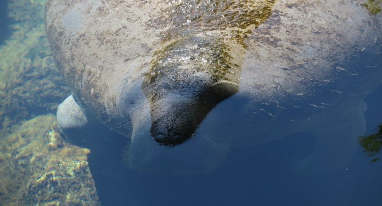 Lamantino: Aspetto, Caratteristiche e Comportamento | cuccioliamo.it