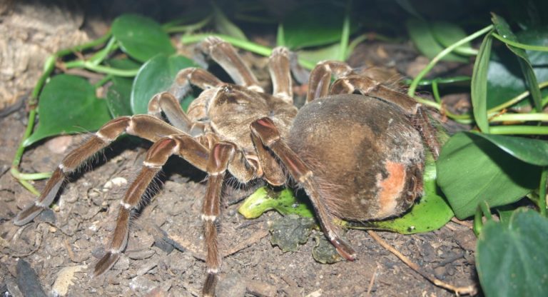 Tarantola Golia: Aspetto, Caratteristiche e Comportamento | cuccioliamo.it