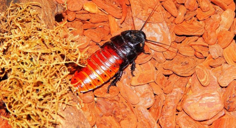 Blatta del Madagascar: Abitudini e Allevamento | cuccioliamo.it