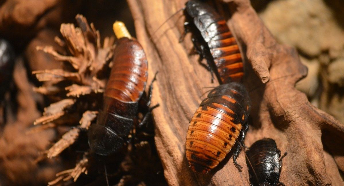 Blatta del Madagascar: Abitudini e Allevamento | cuccioliamo.it